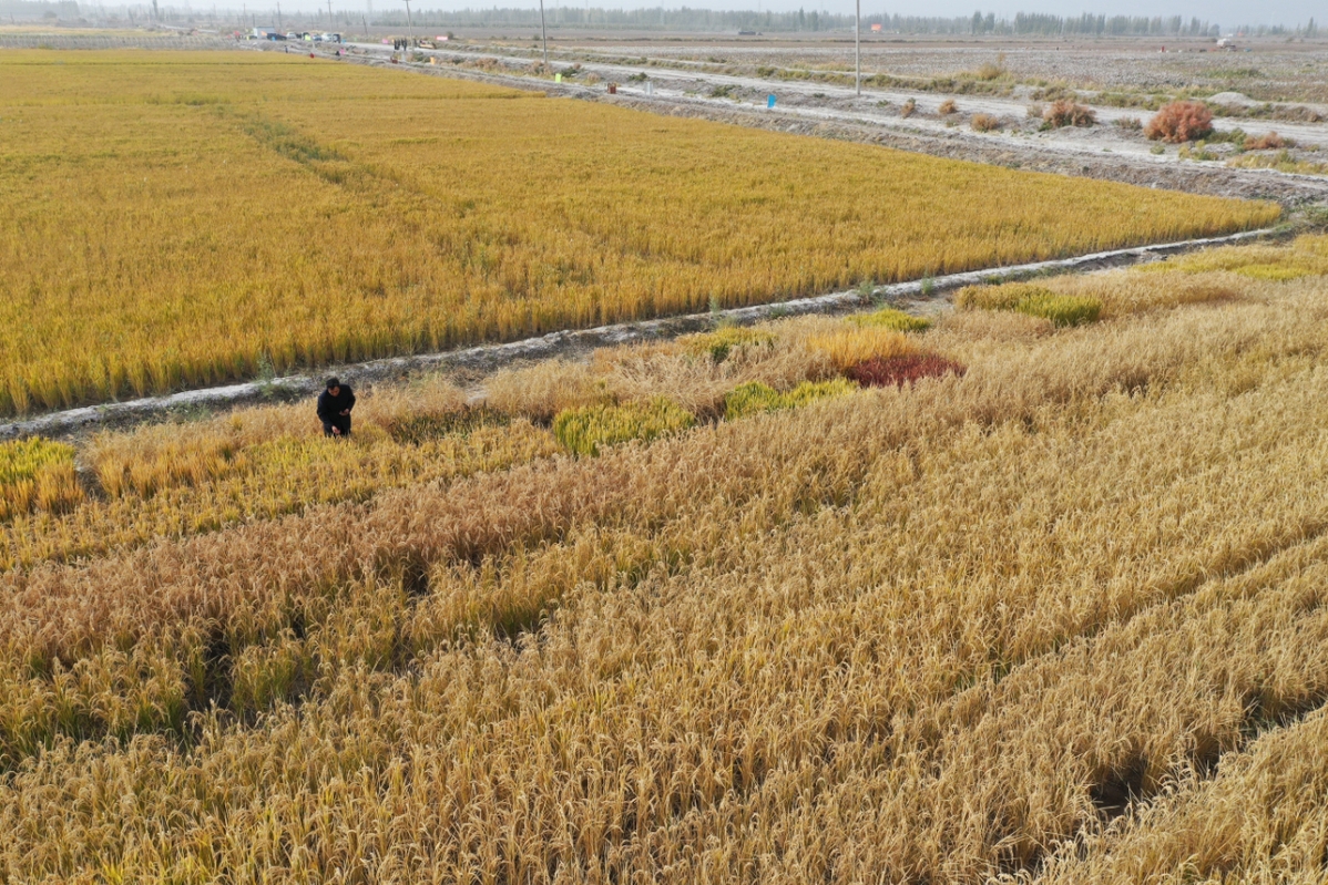 Seawater Rice Test Yield Holds Promise for Harsh Lands-Dahe.cn - The ...