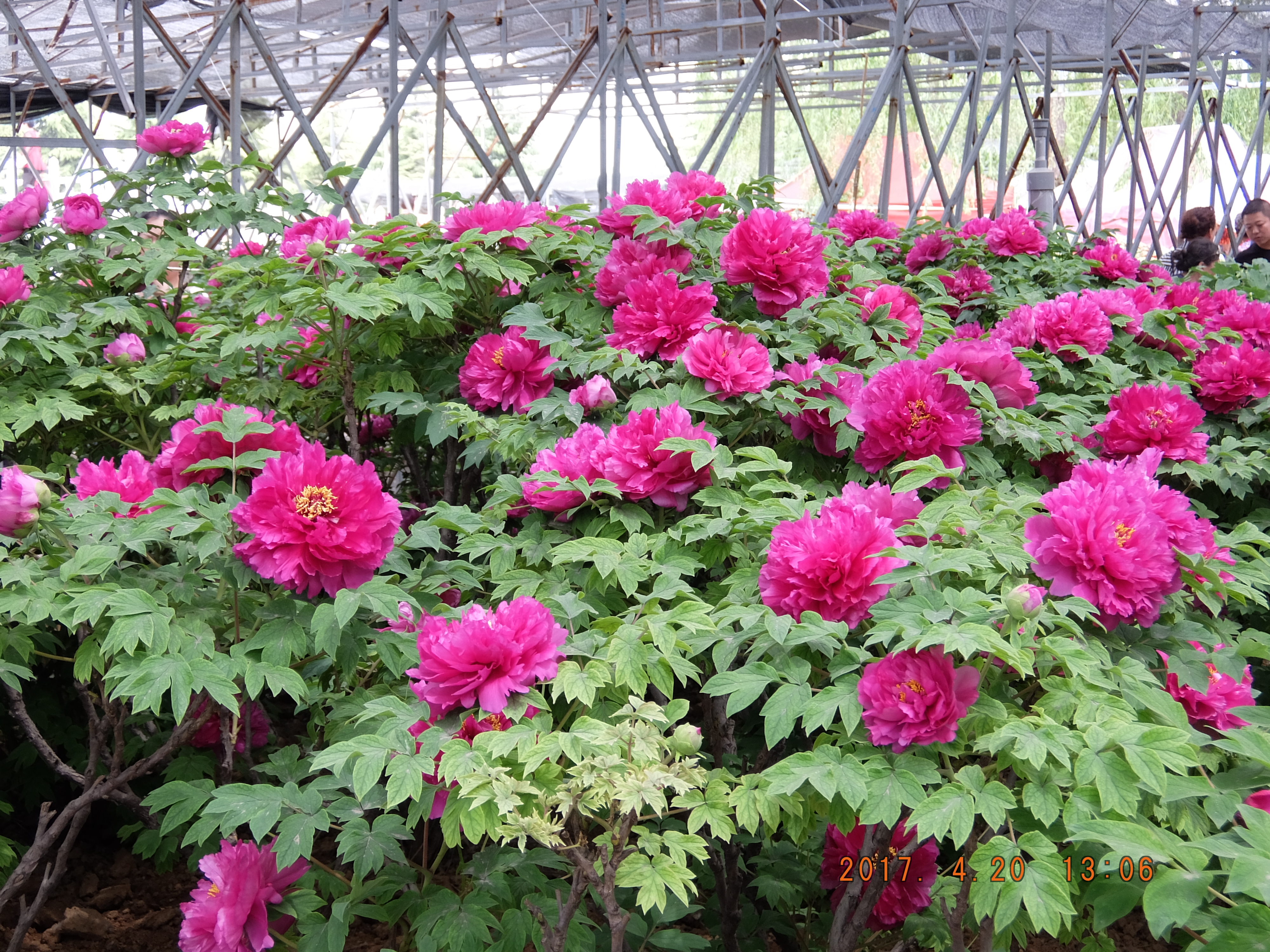 Free Admission for All Medics! The 38th Luoyang Peony Cultural Festival ...