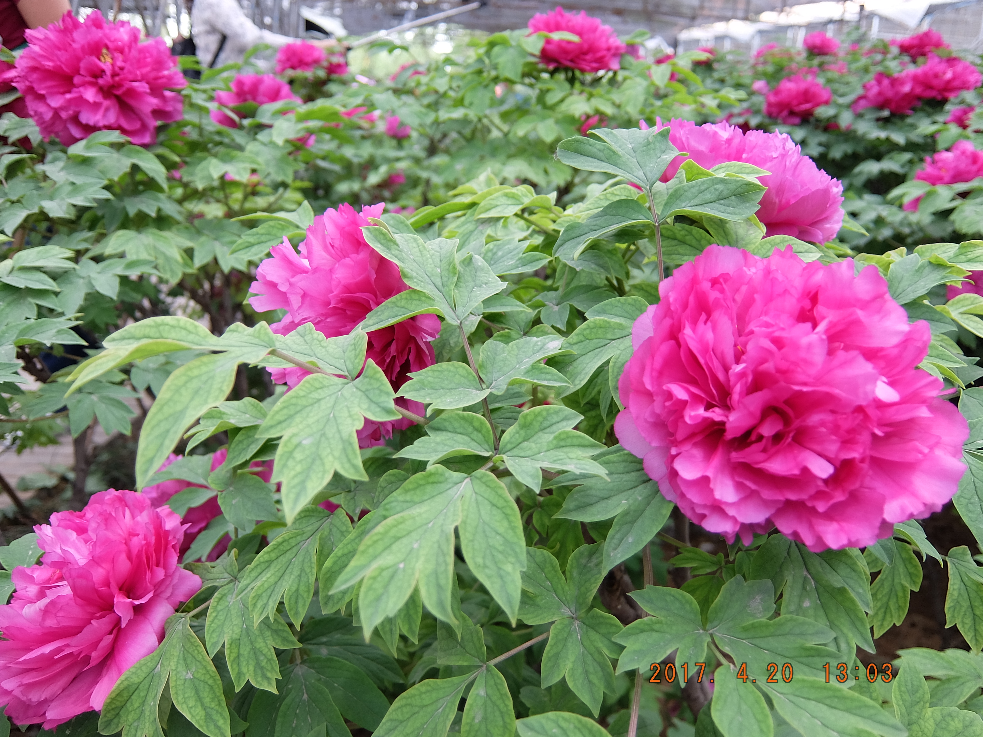 Free Admission for All Medics! The 38th Luoyang Peony Cultural Festival ...