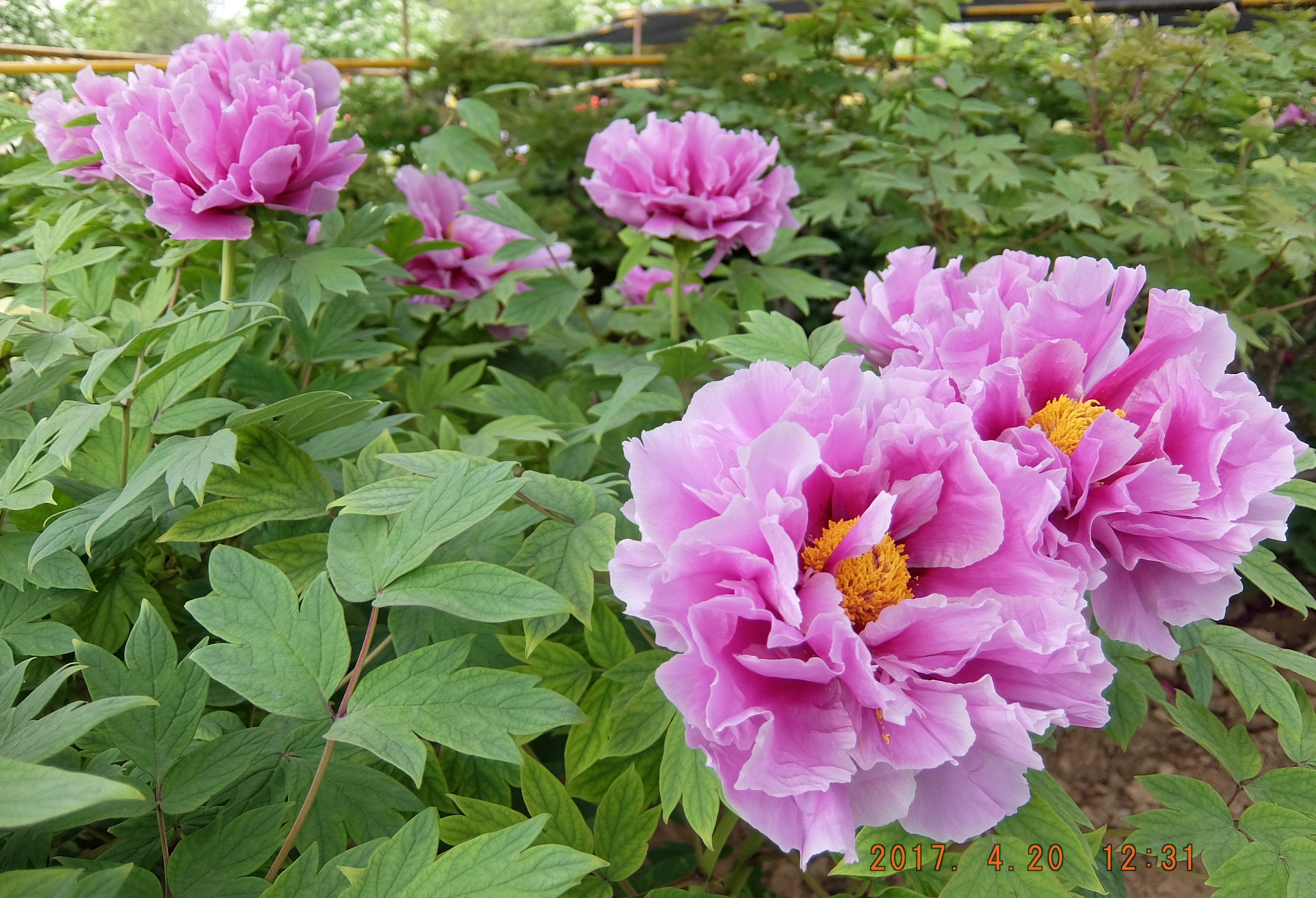 Free Admission for All Medics! The 38th Luoyang Peony Cultural Festival ...